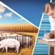 Ethical and Humane Handling Practices in Pig Farming